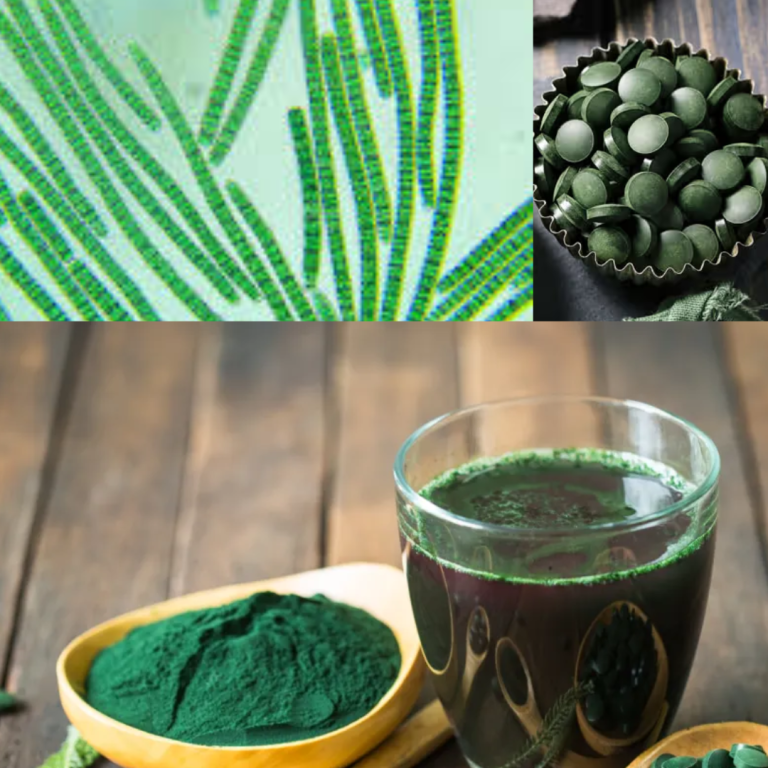 Spirulina: A Possible Solution to Food Crisis - Aneknowledge.com