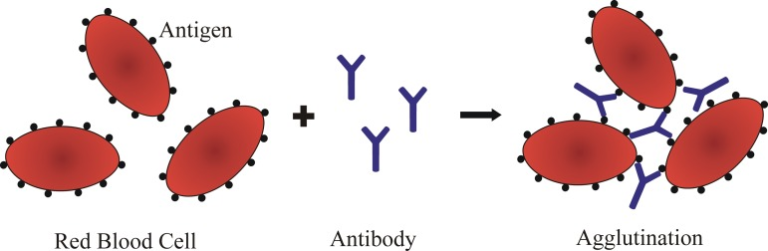 ABO Blood Group System, Major Blood Banks Inside and Outside of ...