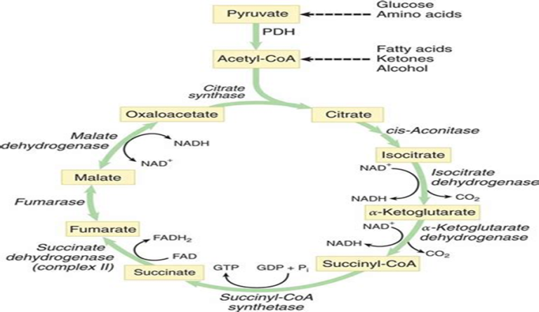 Krebs Cycle: Steps, Significance and Regulation - Aneknowledge.com