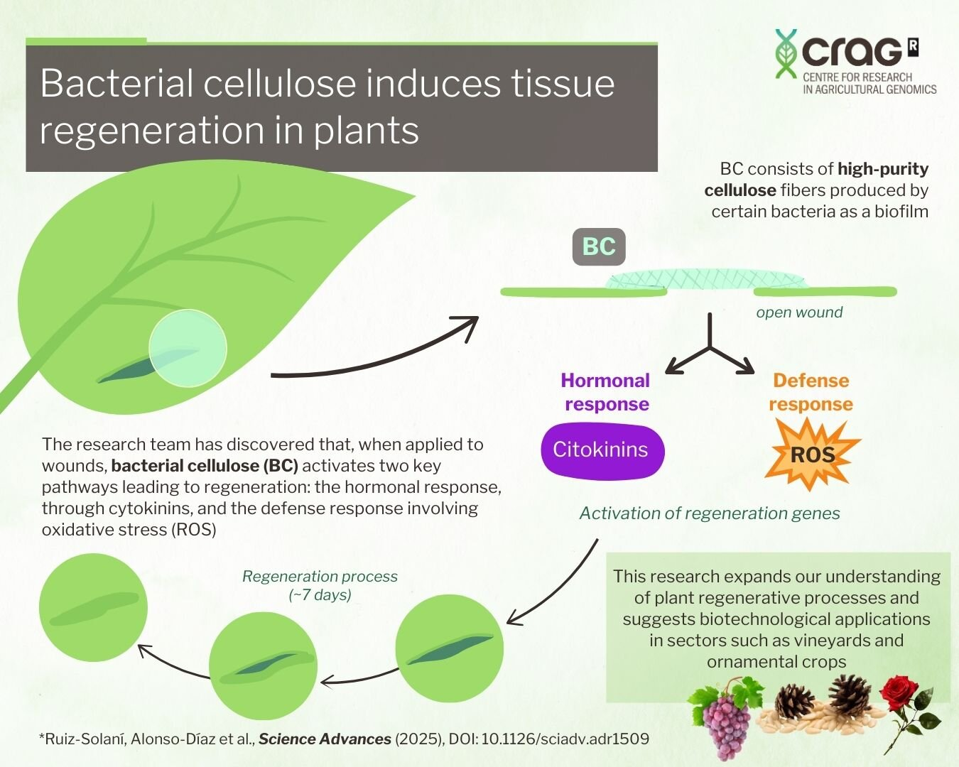 Bacterial Cellulose: A Game-Changer for Plant Wound Healing and ...