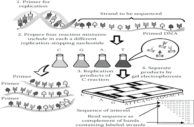DNA Sequencing: Its History, Applications and Methods - Aneknowledge.com