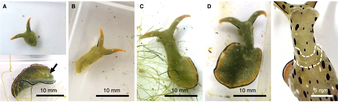 Headstrong Survivors: How Sea Slugs Regrow Their Entire Bodies After ...