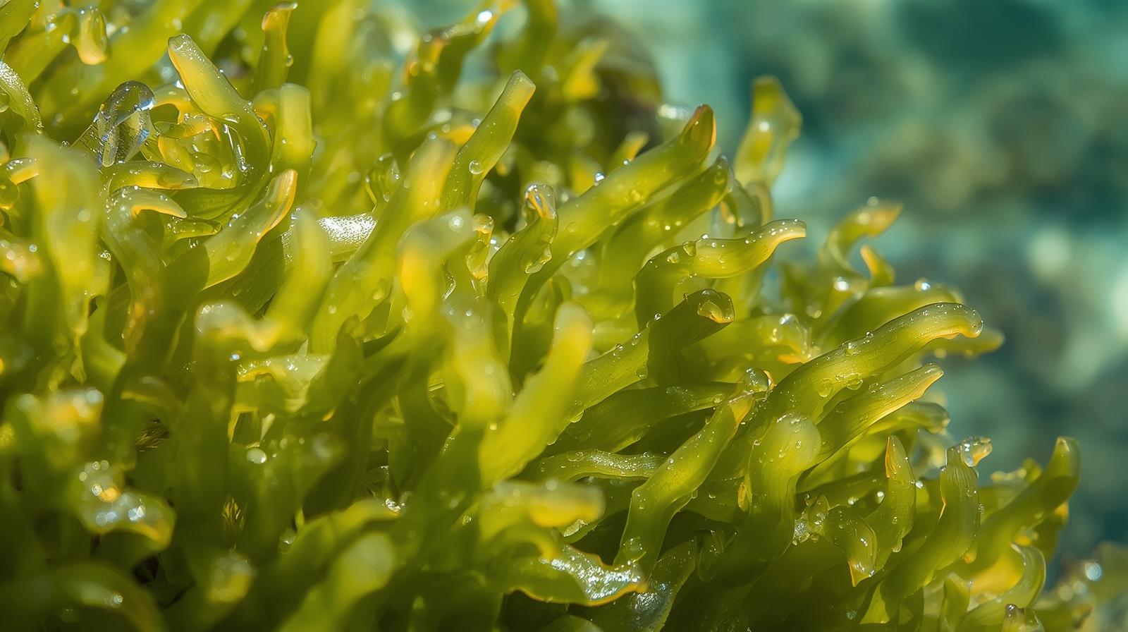 Unlocking the Secrets of Ulva lactuca: Structure, Nutrients, and ...