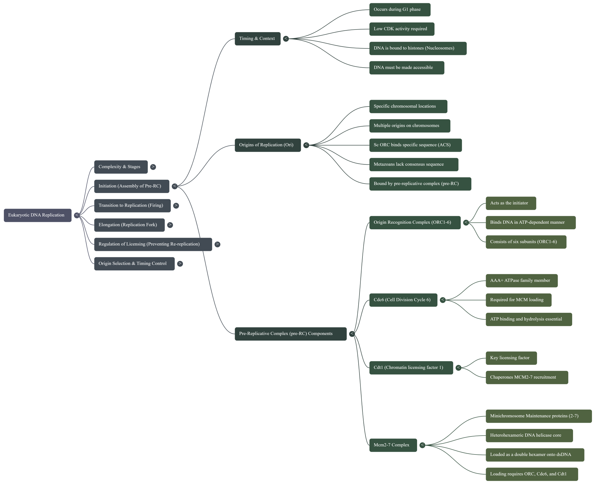 Setting the Stage: A Step-by-Step Guide to Eukaryotic DNA Replication ...