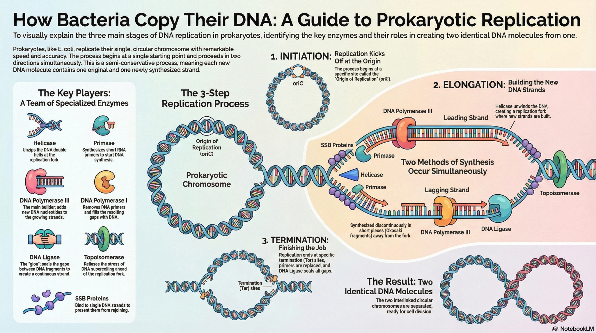 An Overview of Prokaryotic DNA Replication - Aneknowledge.com