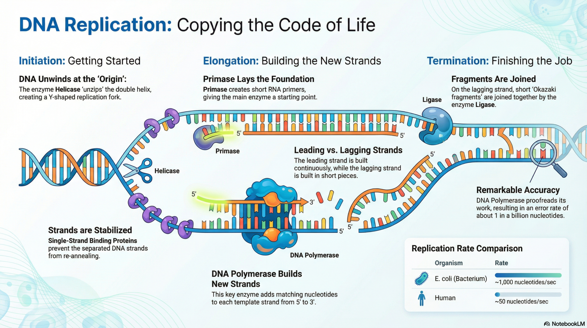 The Blueprint of Life: A Beginner’s Guide to DNA Replication ...
