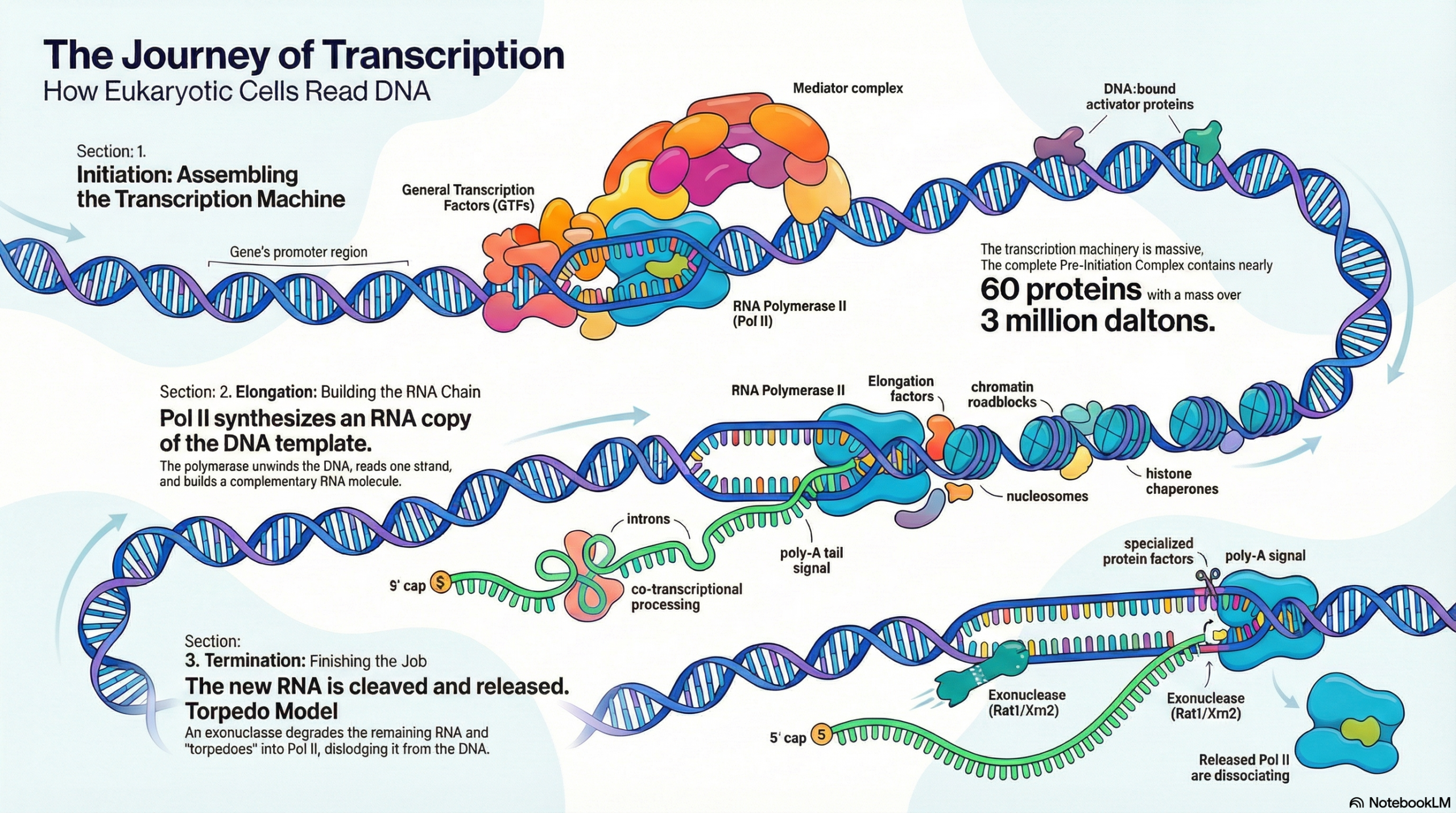 Unraveling the Code: A Guide to Eukaryotic Transcription - Aneknowledge.com